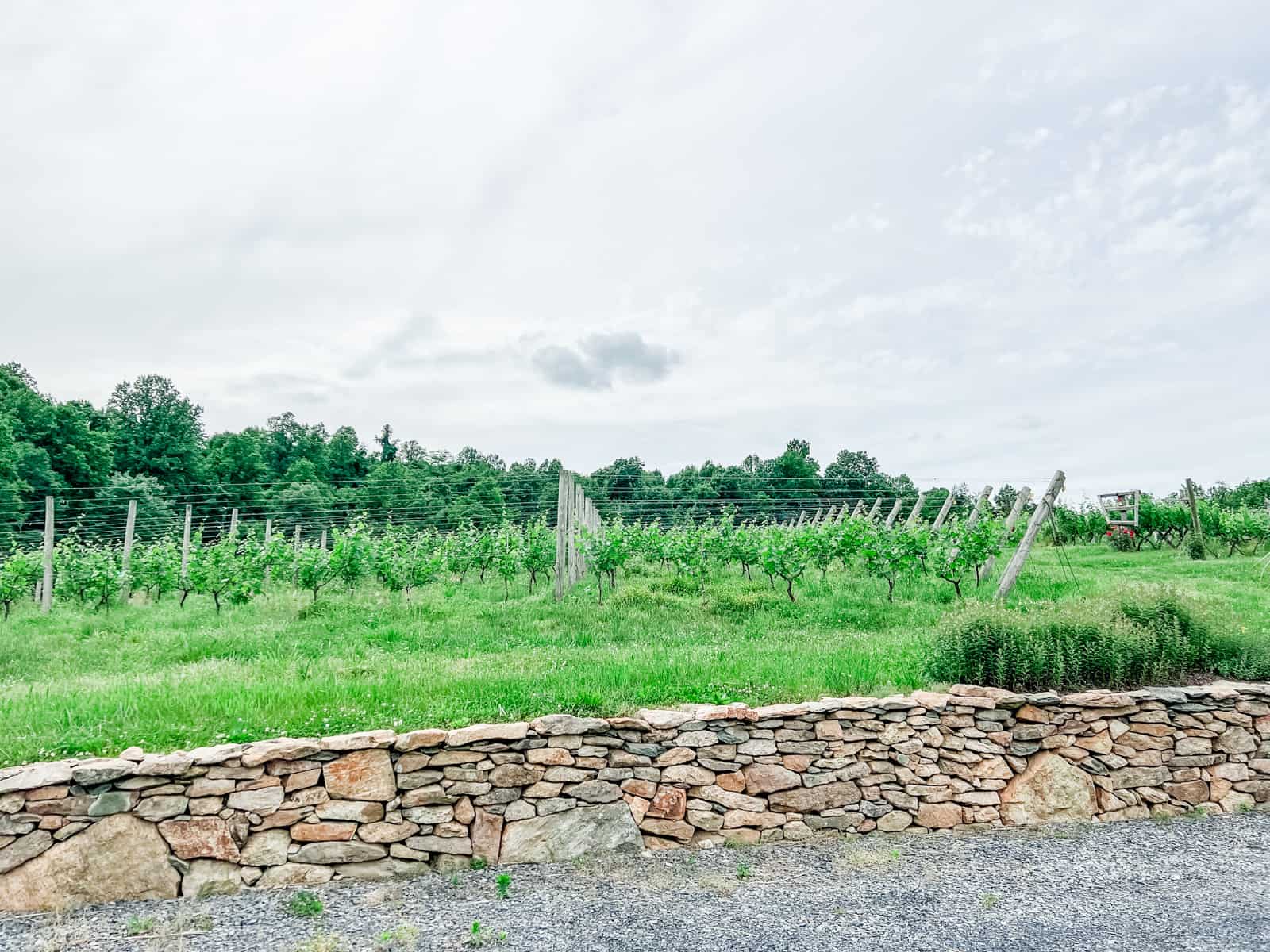 Top 3 Best Wineries in Northern Virginia to Visit