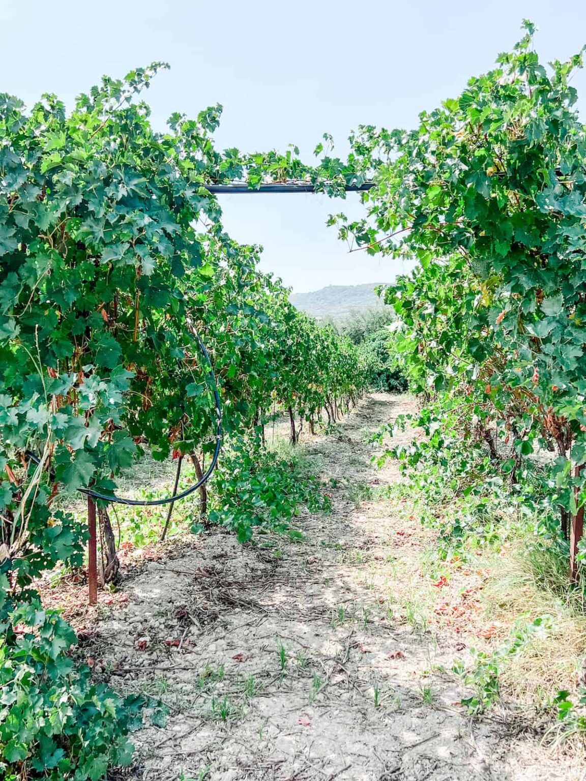 Stunning Heraklion Wineries You Won’t Want to Miss in Crete