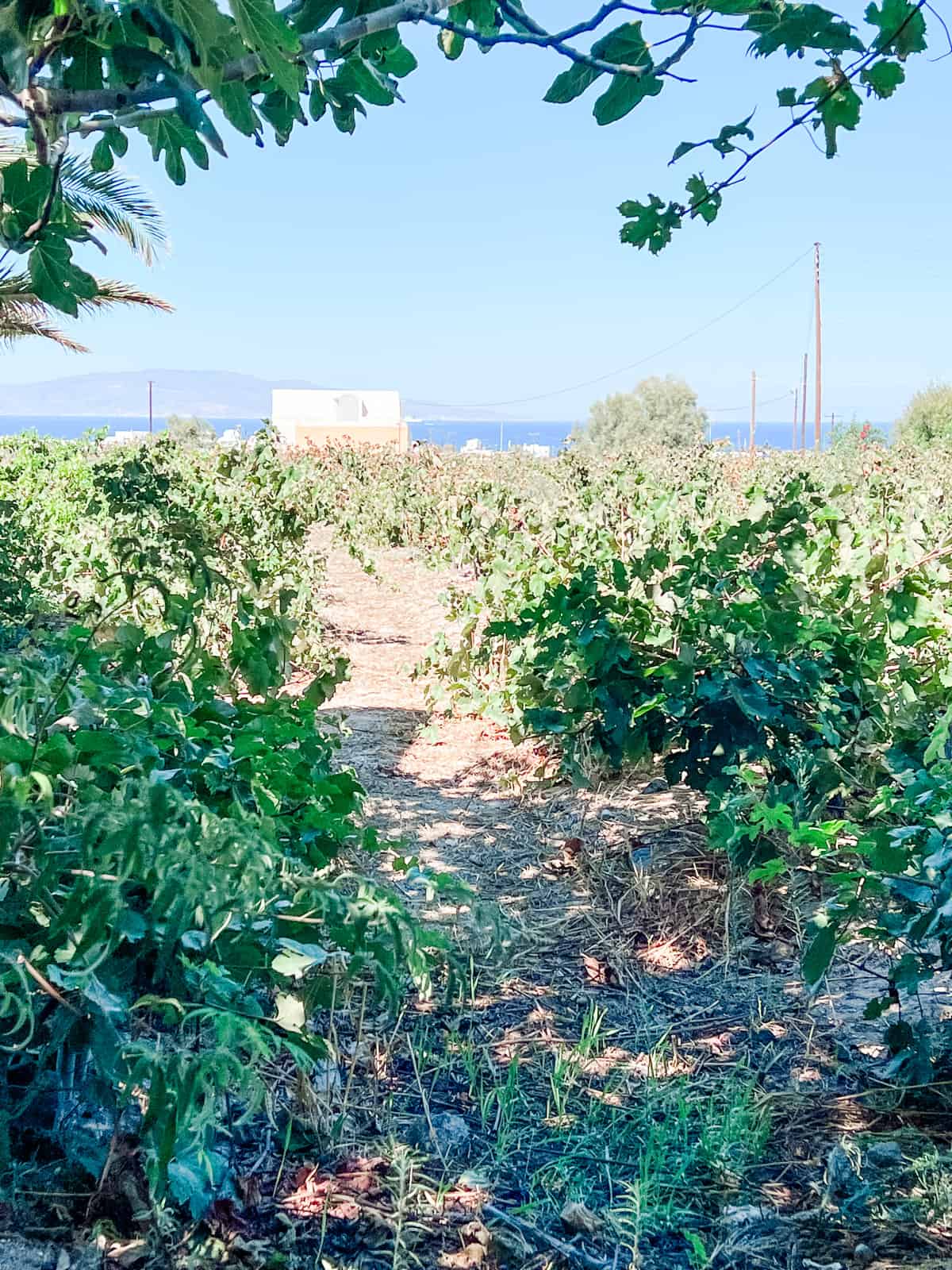 4 Best Santorini Wineries with Outstanding Wines