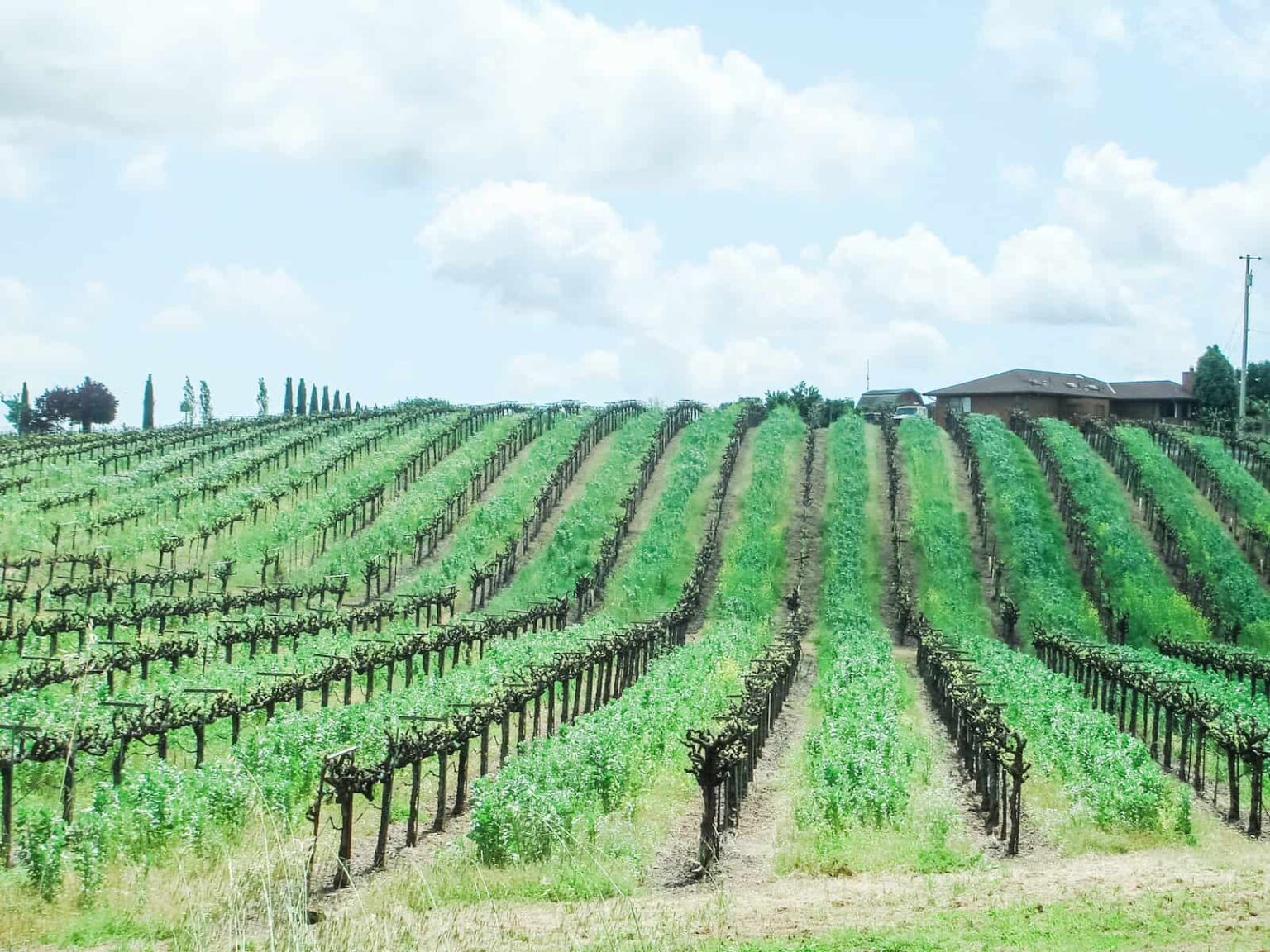 6 Best Wineries in Dry Creek Valley (Wine Expert Picks)