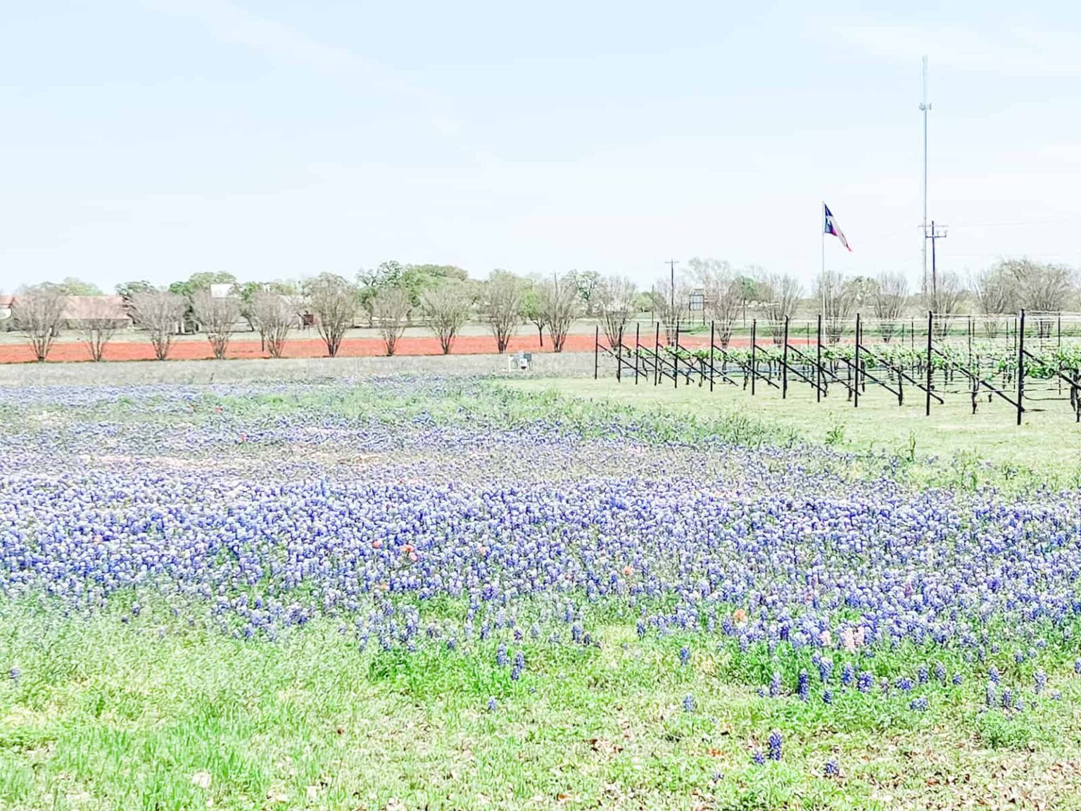 10 Best Wineries in Fredericksburg, TX (American Wine Expert)