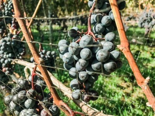 Uncorking Barbera d'Alba: Your Essential Wine Guide - Wine Travelista