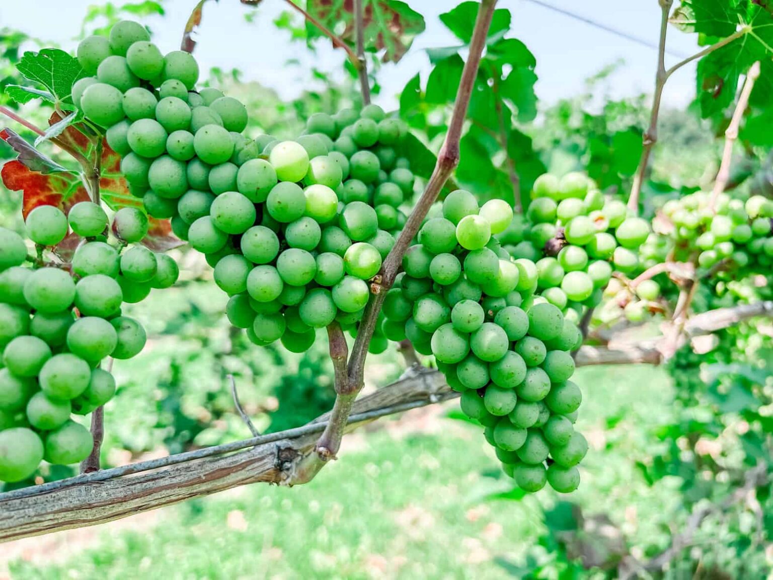 8 Best New Buffalo Wineries in Michigan (2023 Guide) - Wine Travelista