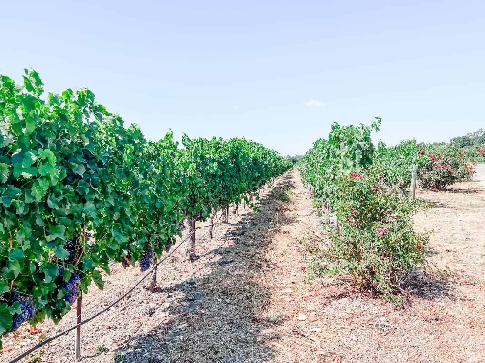 Discover Santa Barbara Wine Country: Essential Guide