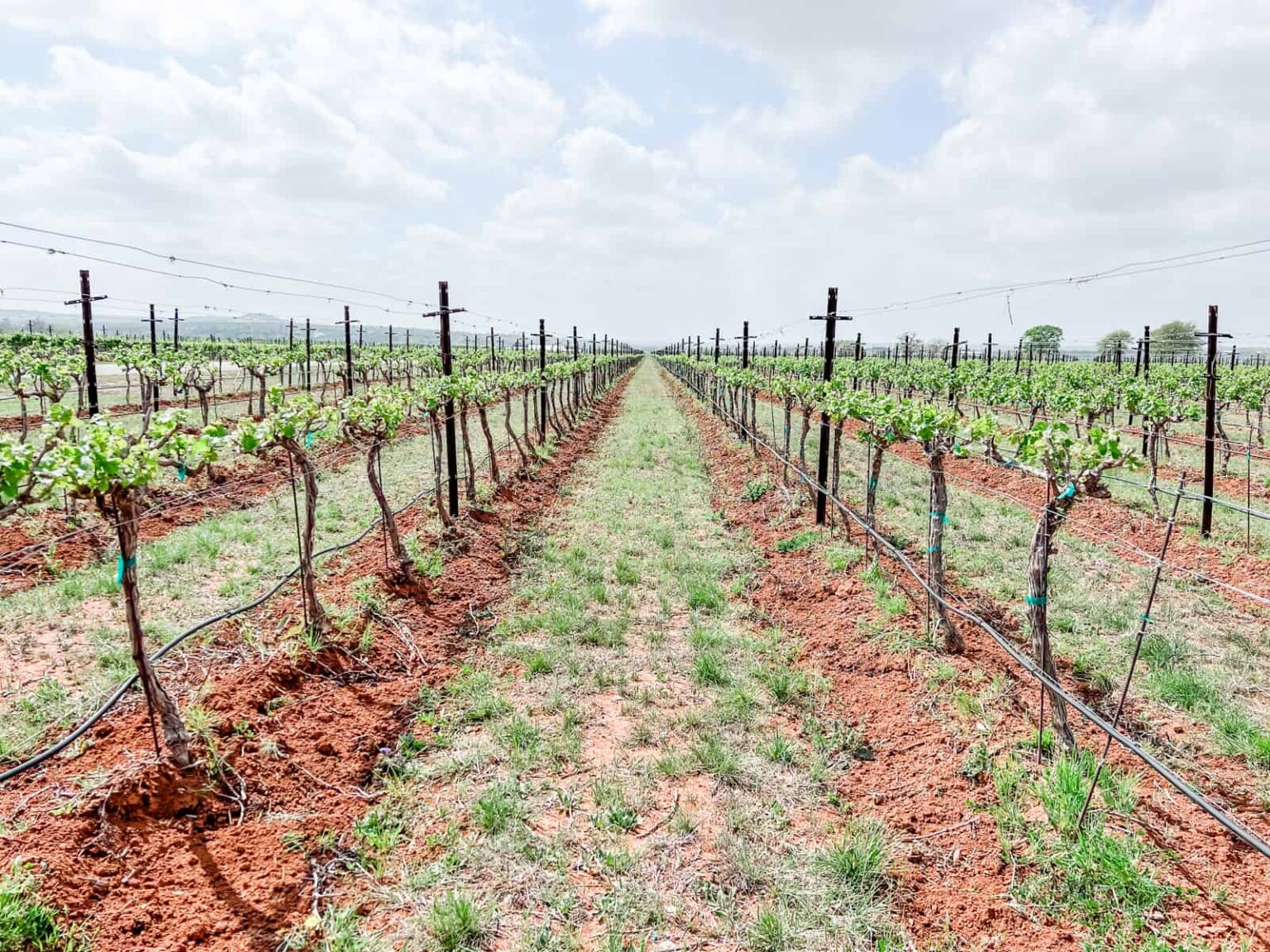 Winery Etiquette: 21 Dos and Don'ts from a Wine Expert