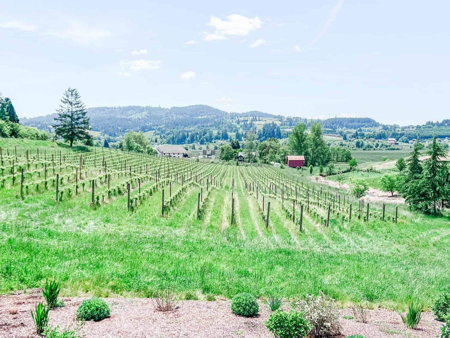 6 Must-Visit Ribbon Ridge Wineries in Newberg, Oregon